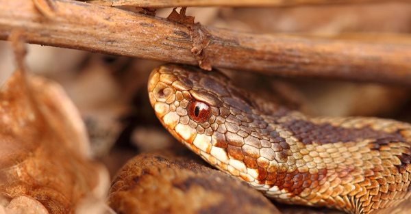 Adders