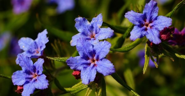 Purple Gromwell