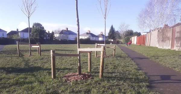 Tree planting scheme begins in Penarth