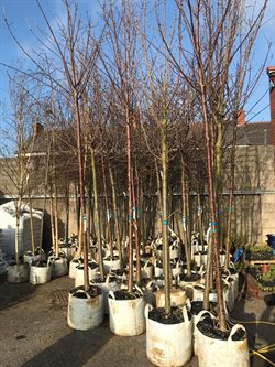 Tree planting scheme begins in Penarth