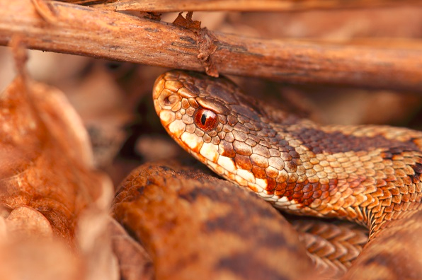 Cynefinoedd a Bywyd Gwyllt