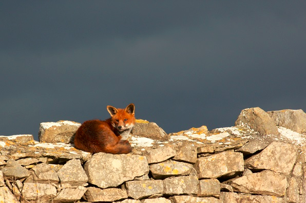 Habitats and Wildlife